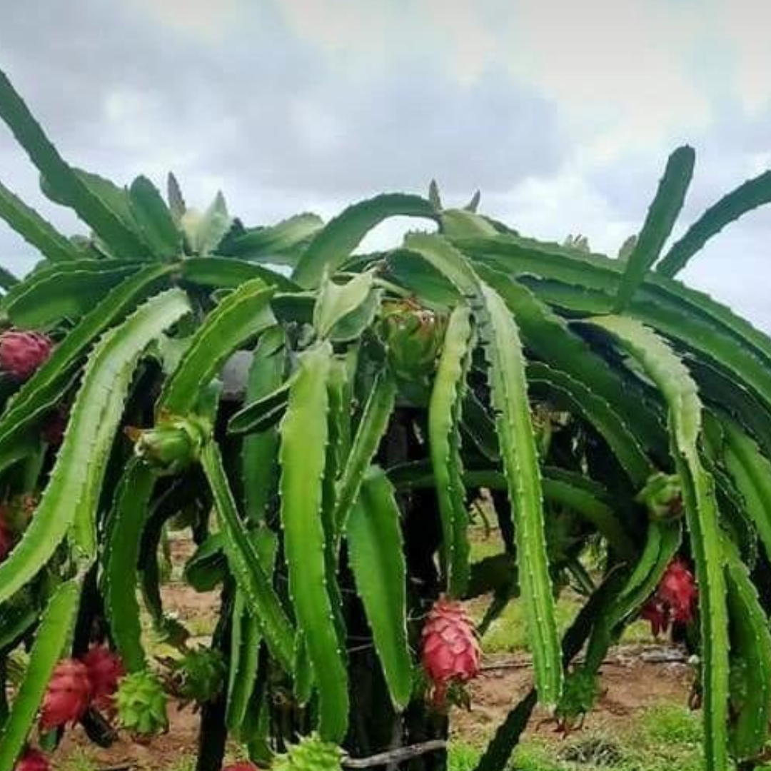 Buy Dragon Fruit Plants - Red, White, and Yellow Varieties | Affordable ...